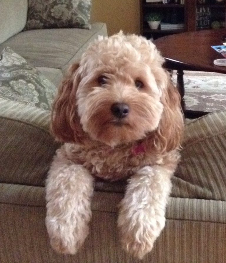 Adult Goldendoodles | All Grown Up | Regal Doodles