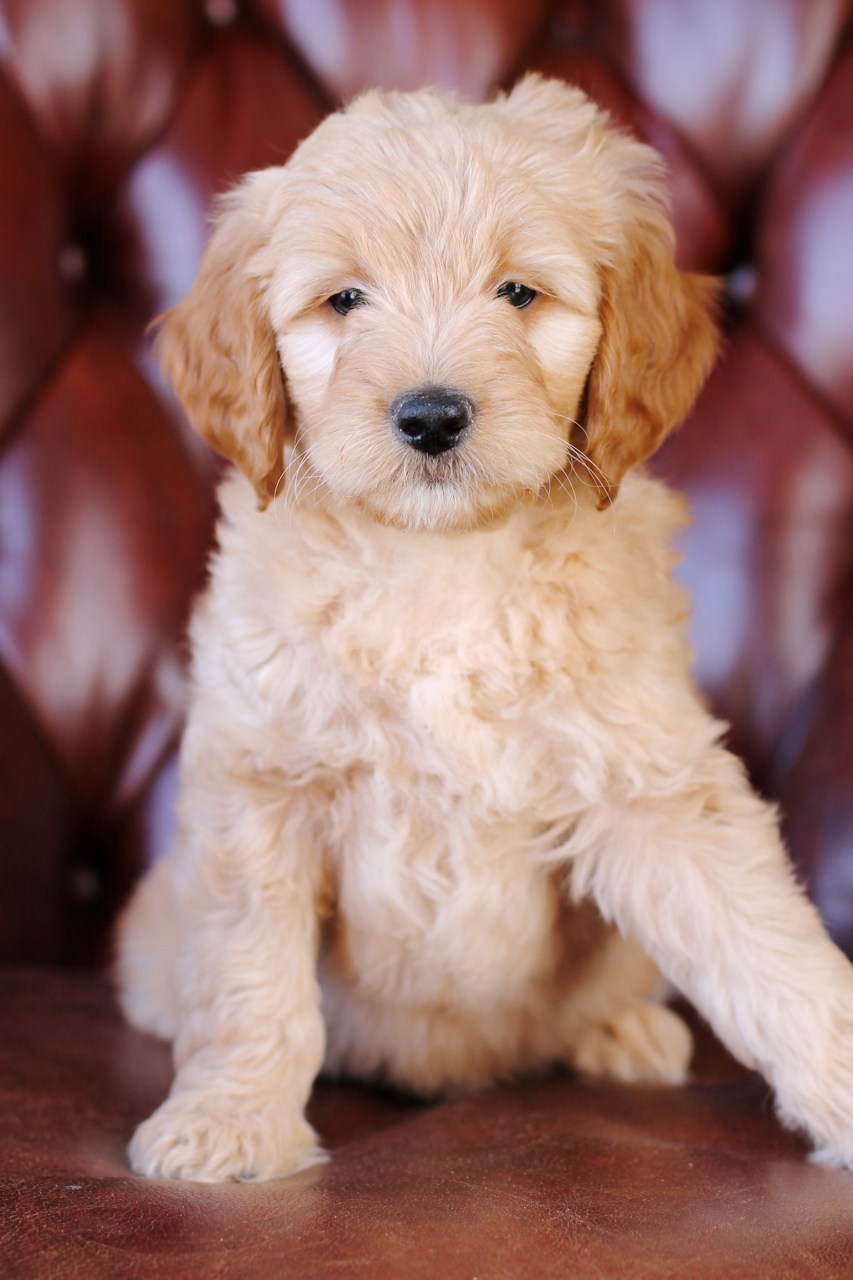 Adult Goldendoodles | All Grown Up | Regal Doodles