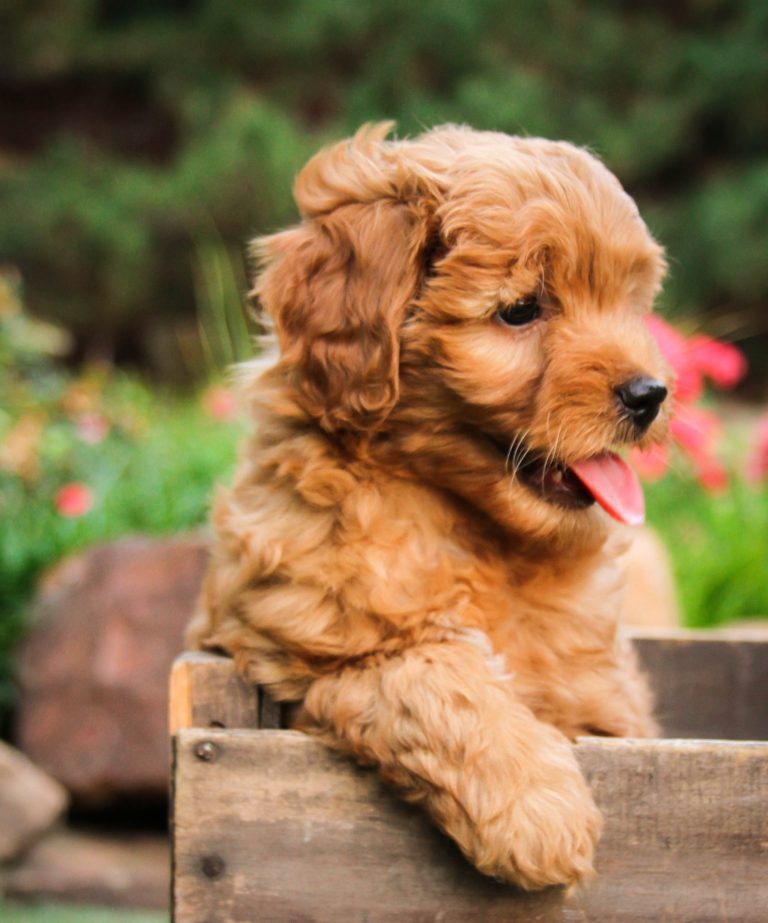 Adult Goldendoodles | All Grown Up | Regal Doodles