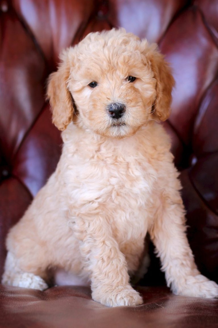 Adult Goldendoodles | All Grown Up | Regal Doodles
