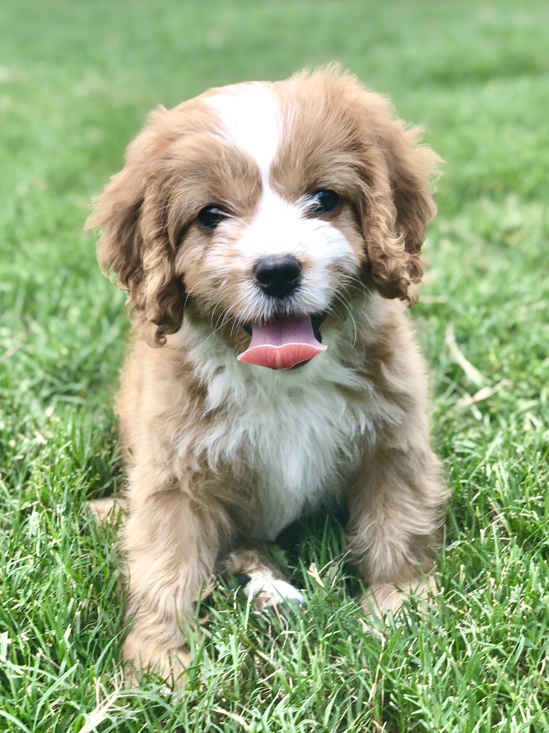 Training your pup to sit | Regal Doodles