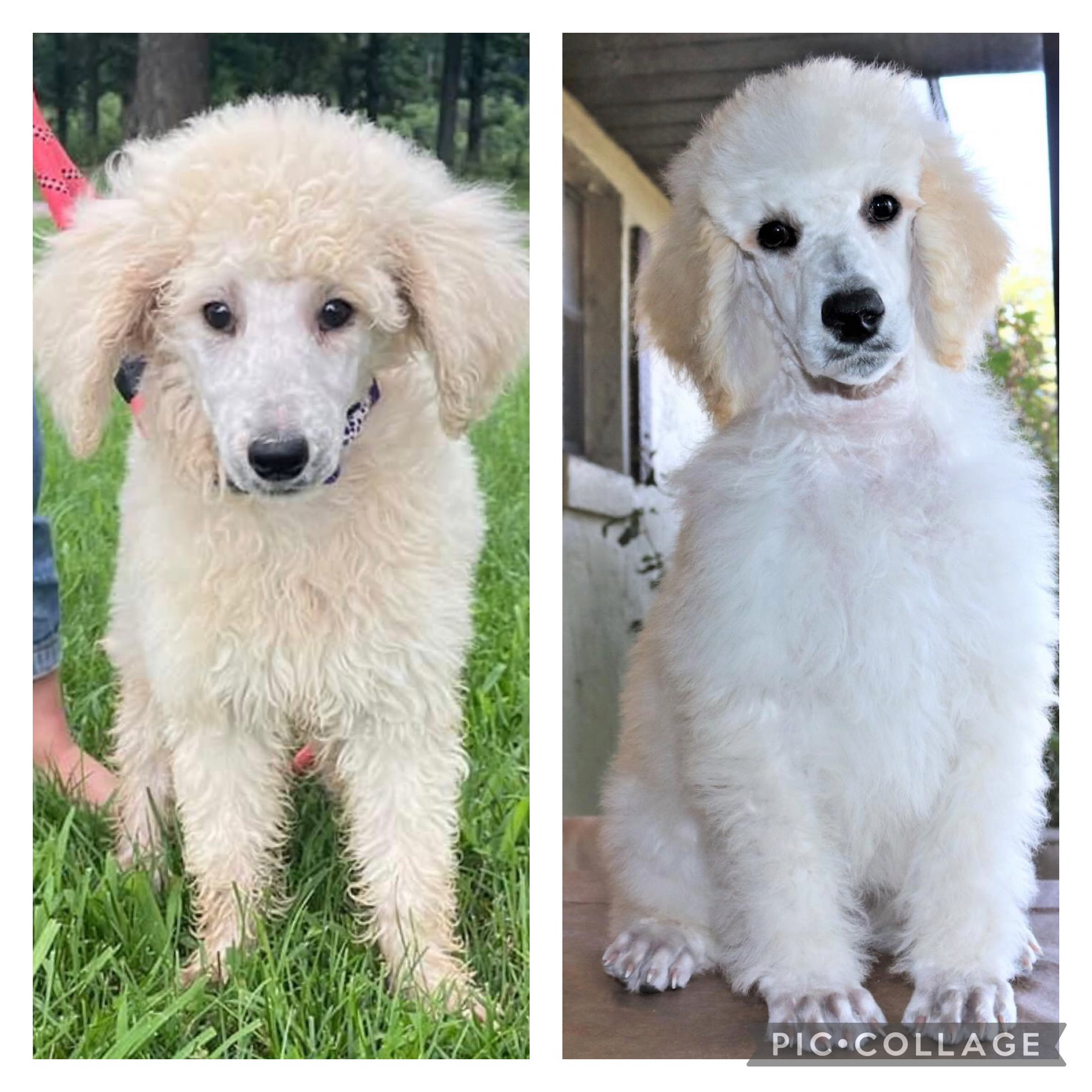 How to Choose the Right Type of Doodle for You | Regal Doodles